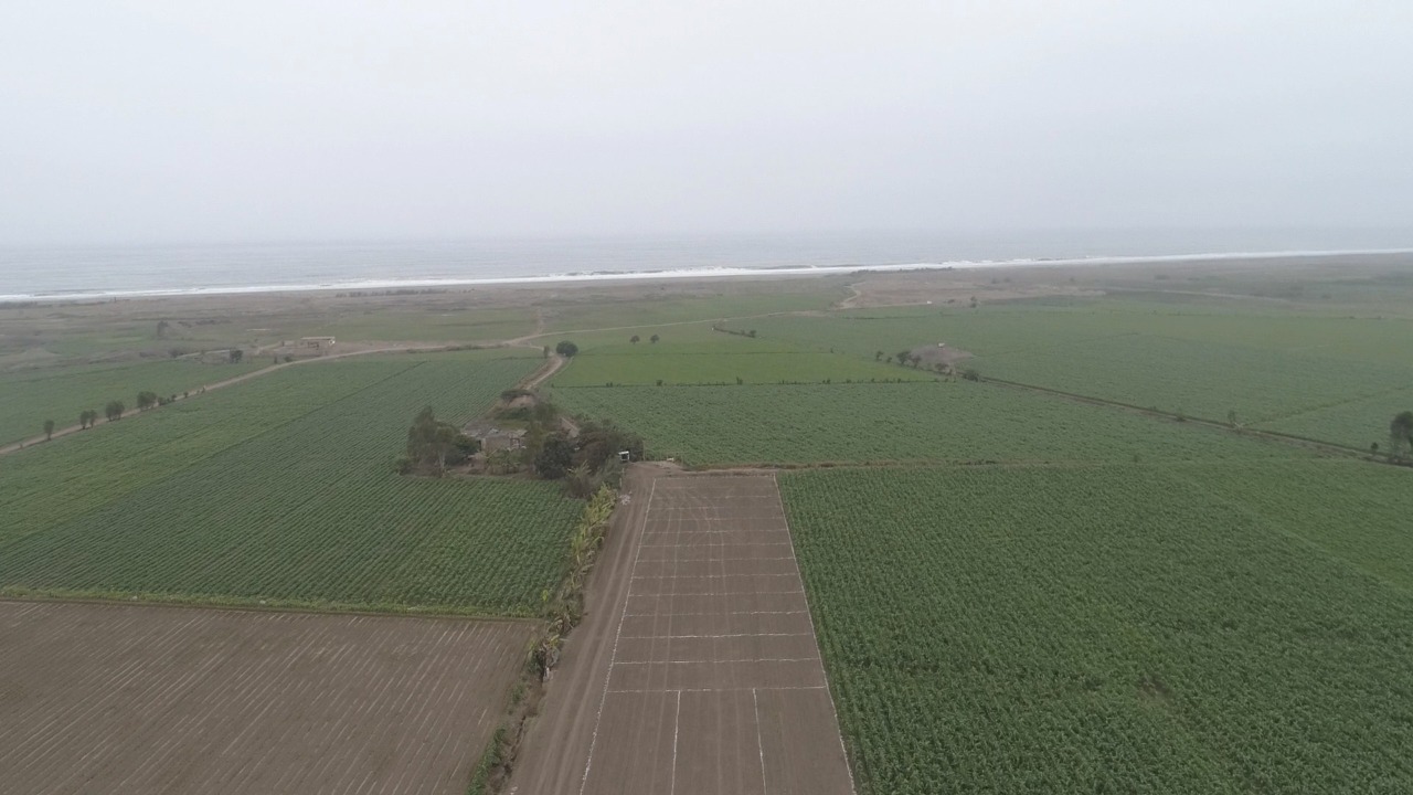 Crisantemos de Chancay - Chancay